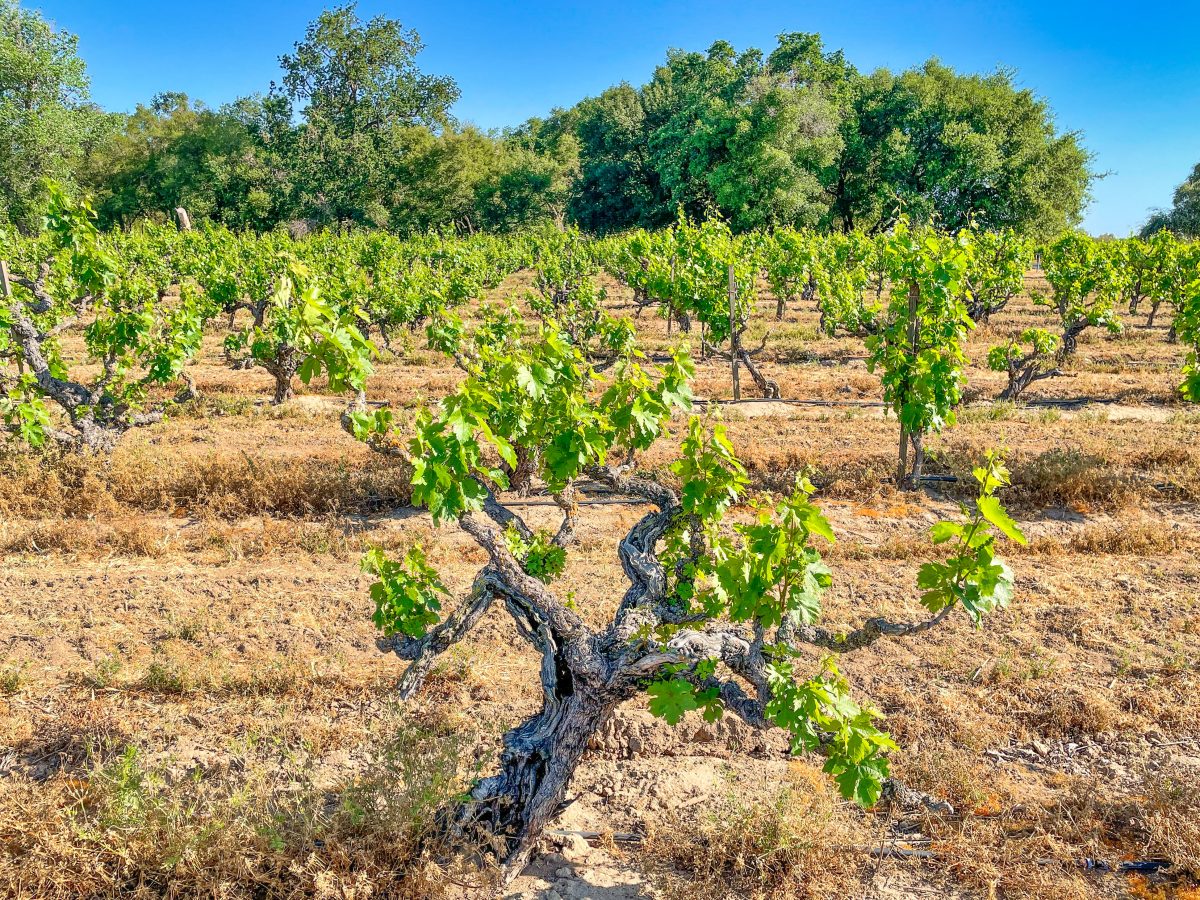 Flavors of Age: Tasting Australia's Old Vines : Vinography