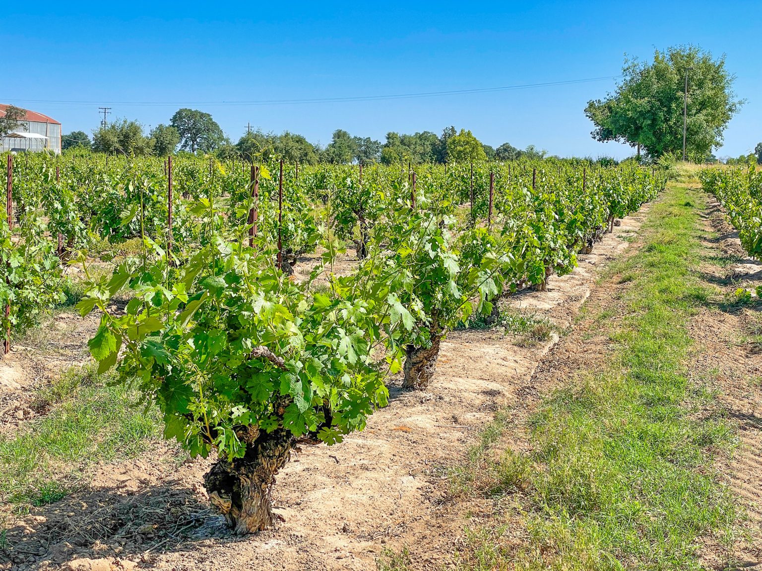 Tasting California's Ancient Vines: Lodi's Heritage Vineyards : Vinography