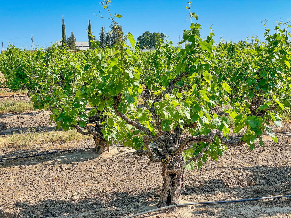 Tasting California's Ancient Vines: Lodi's Heritage Vineyards : Vinography