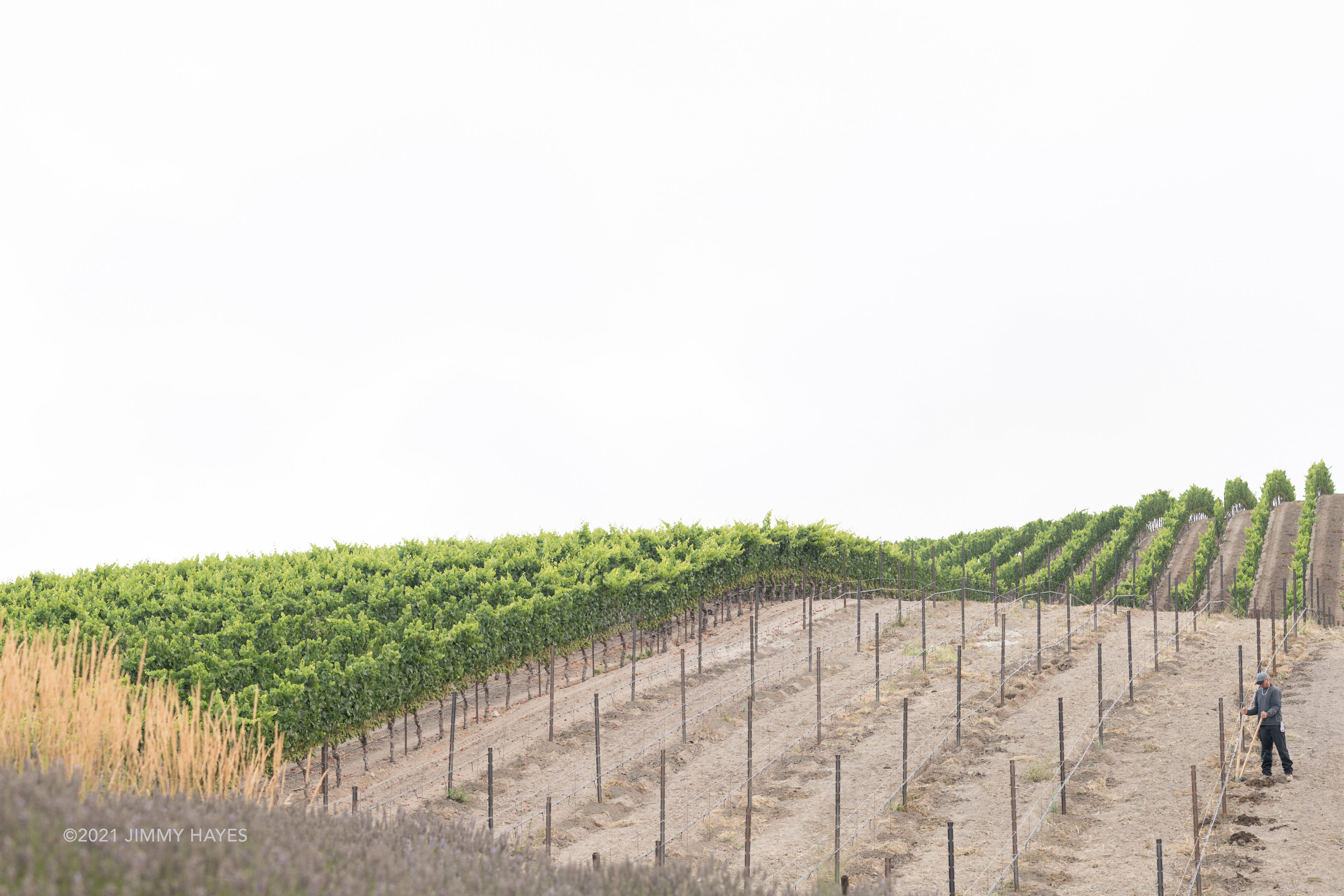 Vinography Images: Before the Vineyard : Vinography