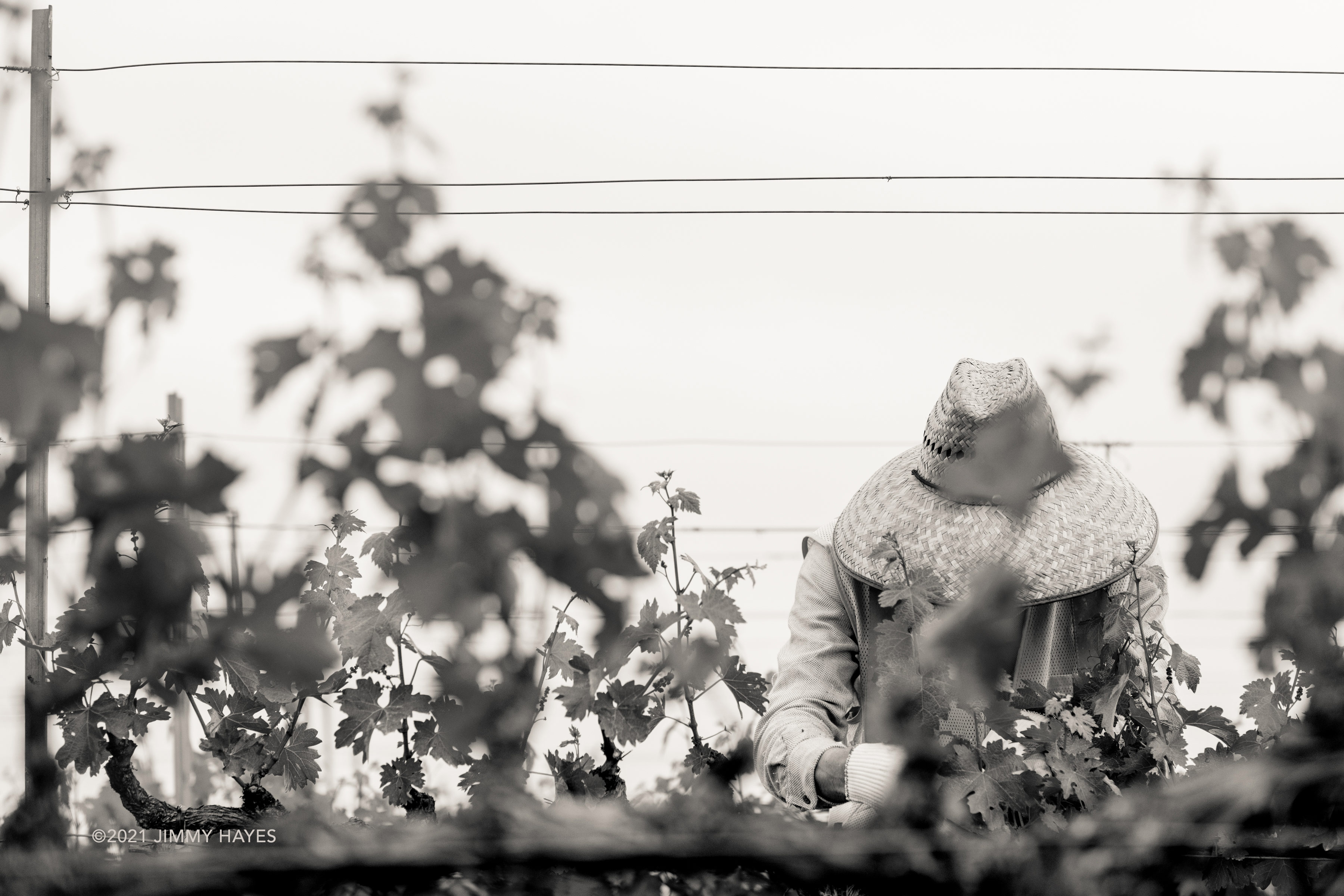 Vinography Images: So Long, Sucker : Vinography