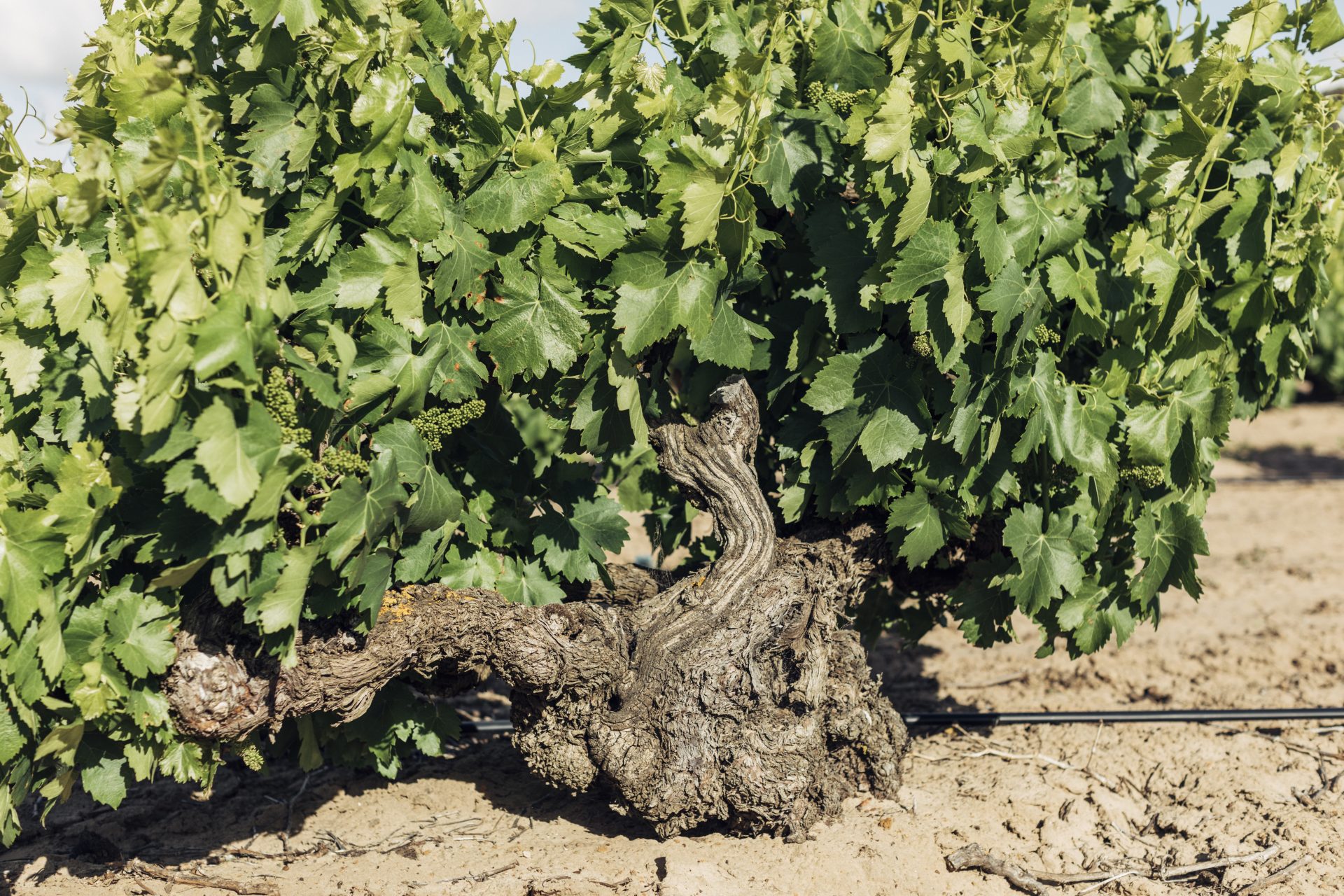 Flavors of Age: Tasting Australia's Old Vines : Vinography