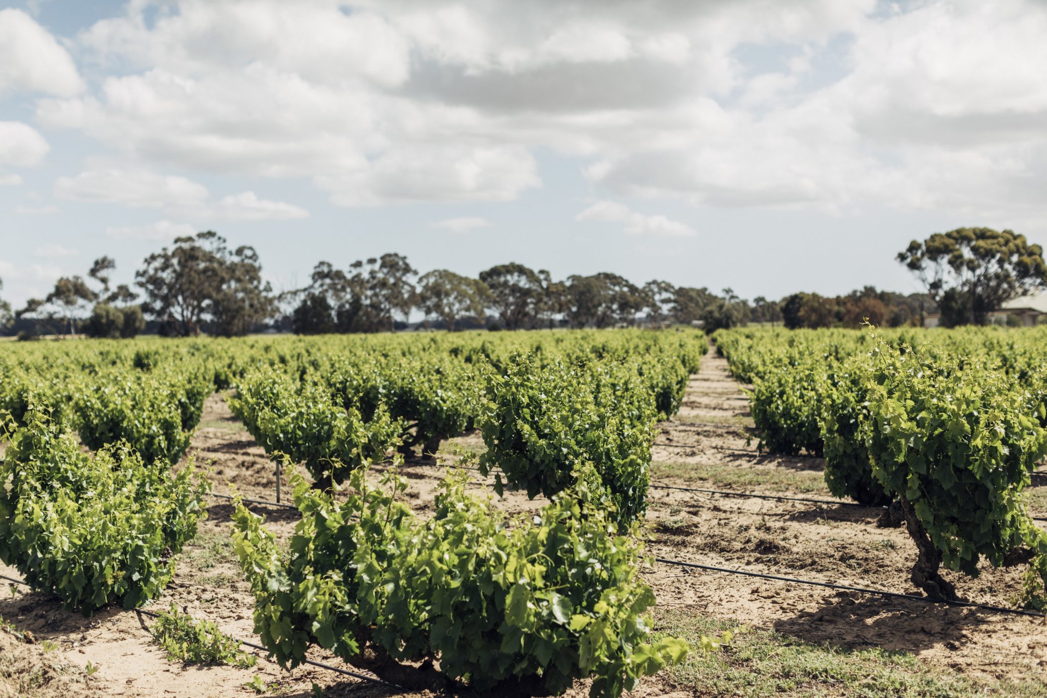 Flavors of Age: Tasting Australia's Old Vines : Vinography