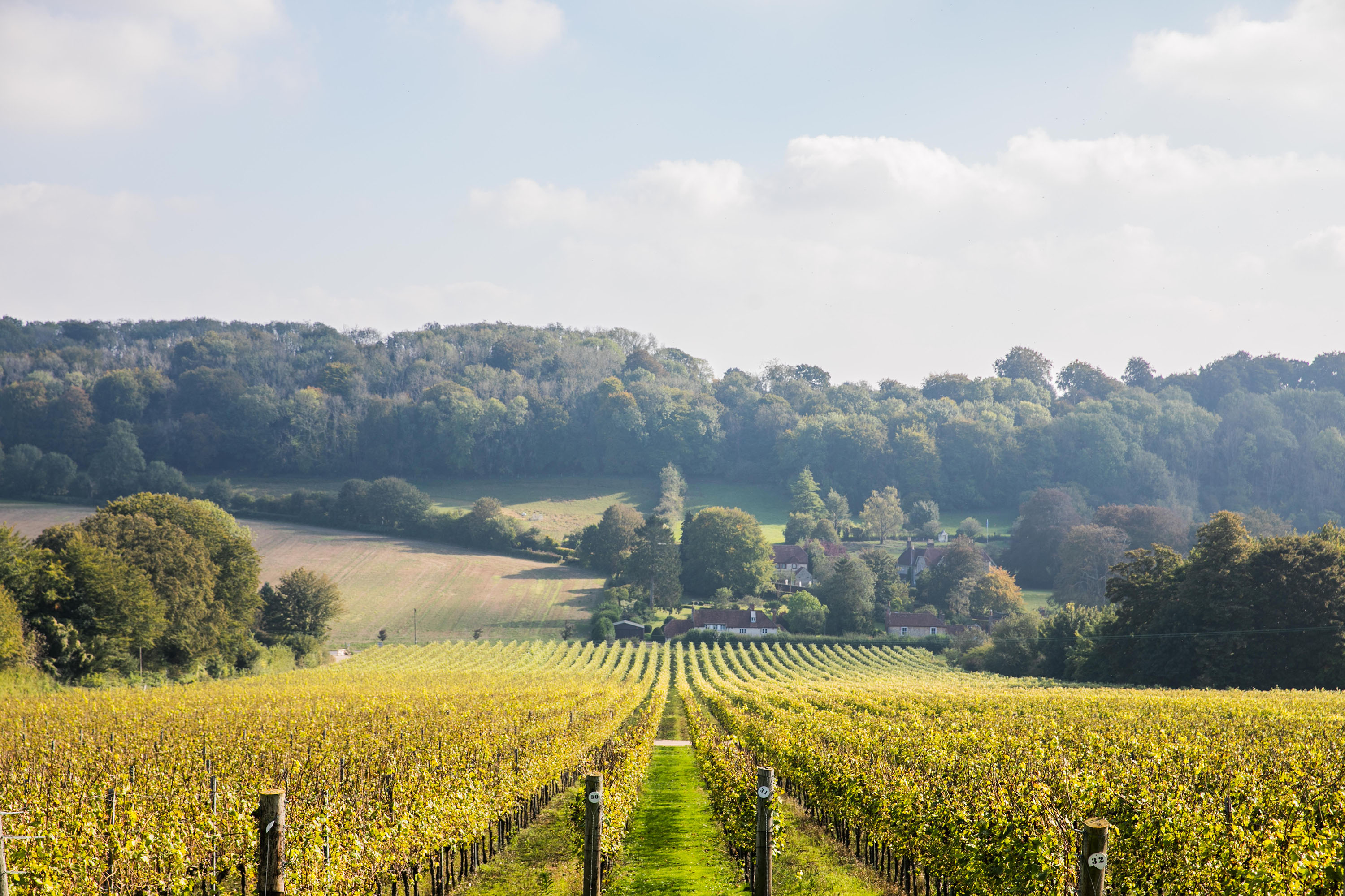 Bottles of Dear Old Blighty: A Deep Tasting of English Wine : Vinography