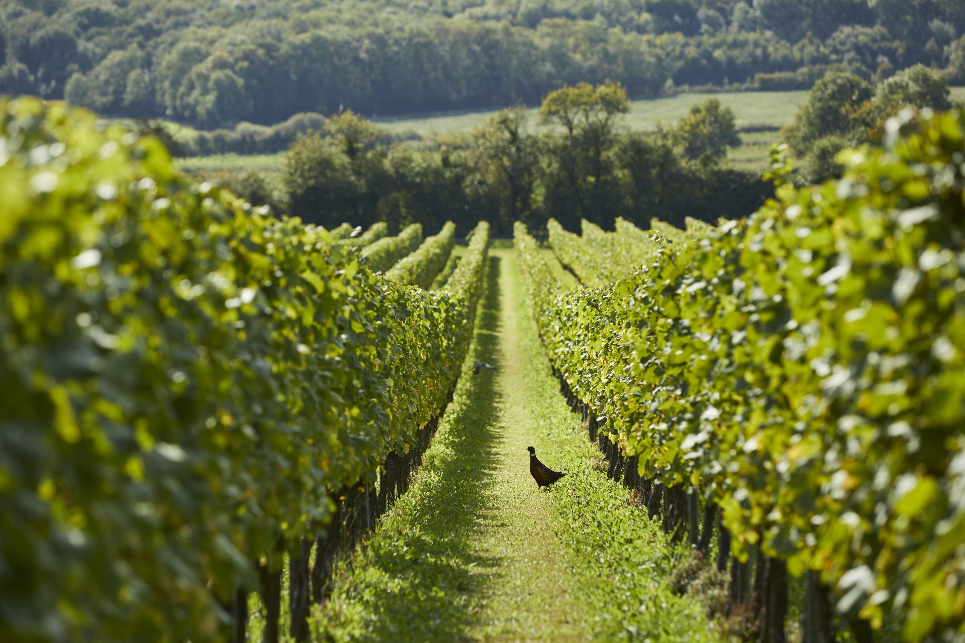 Bottles of Dear Old Blighty: A Deep Tasting of English Wine : Vinography