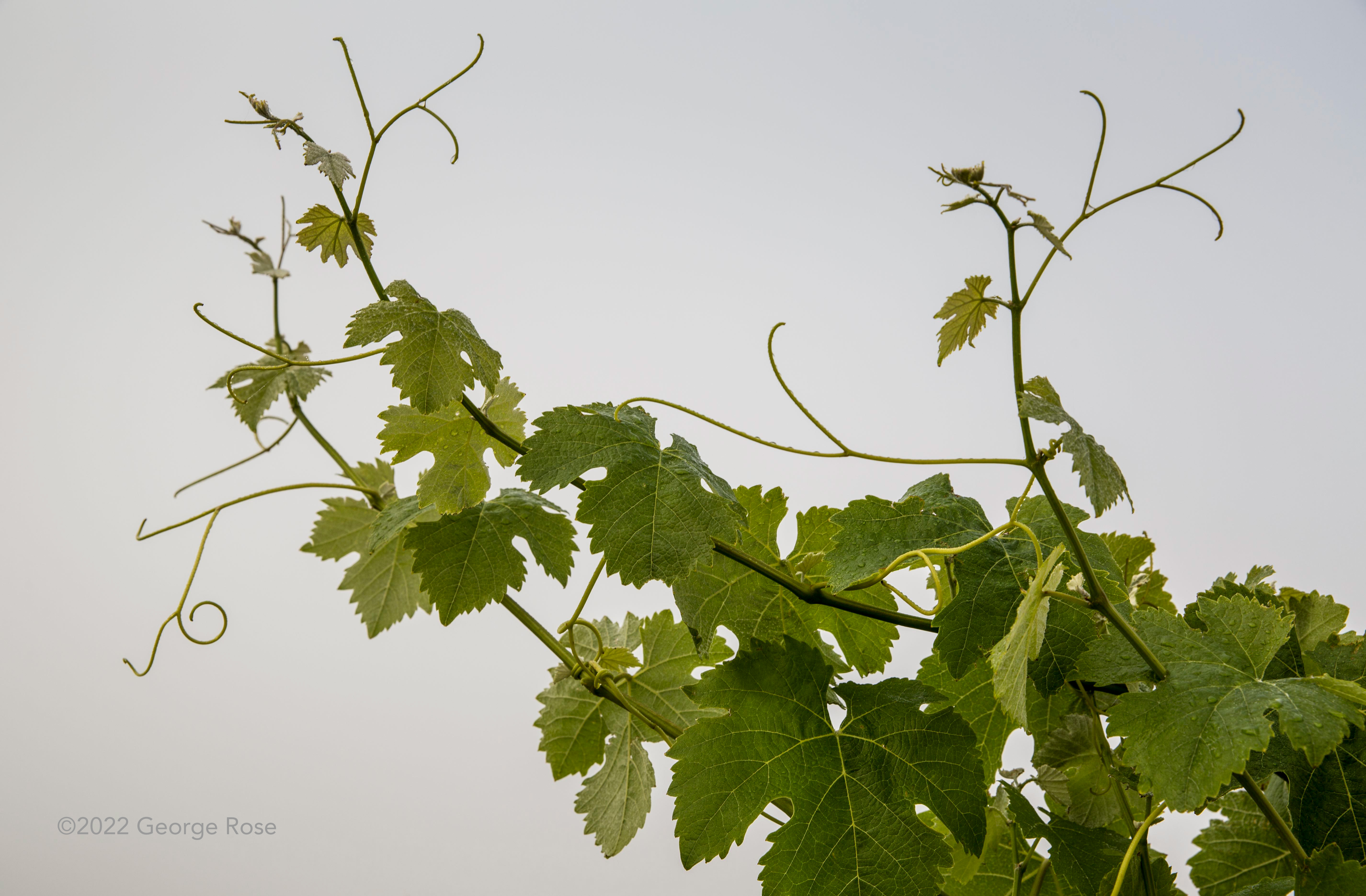 Vinography Images: Seeking Tendrils : Vinography