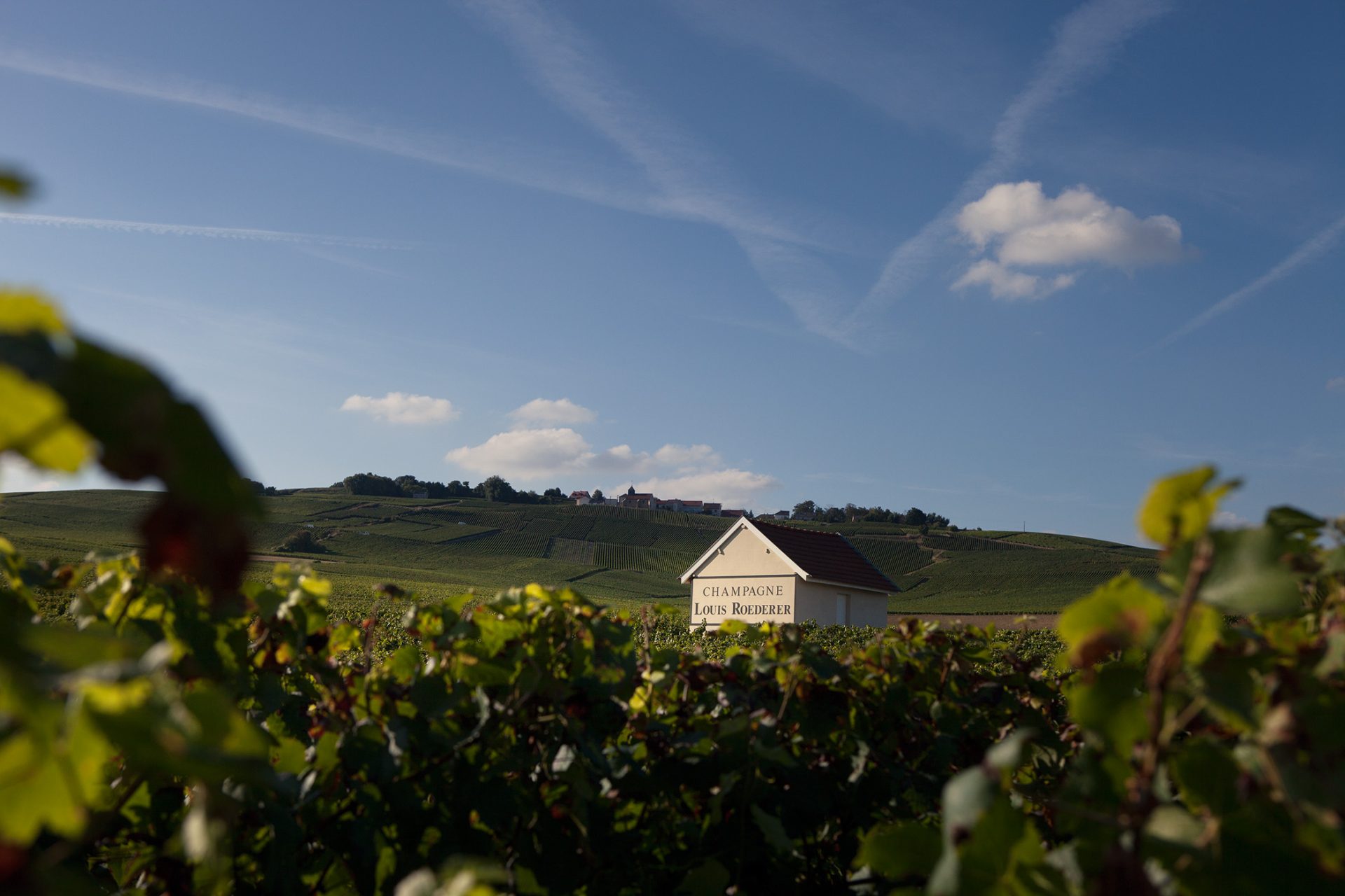 The Flavor of Luxury: What Does Cristal Taste Like? : Vinography