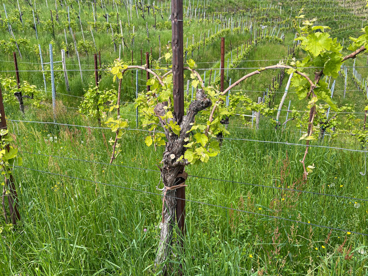 Prosecco At its Finest: Highlights From My Recent Trip : Vinography