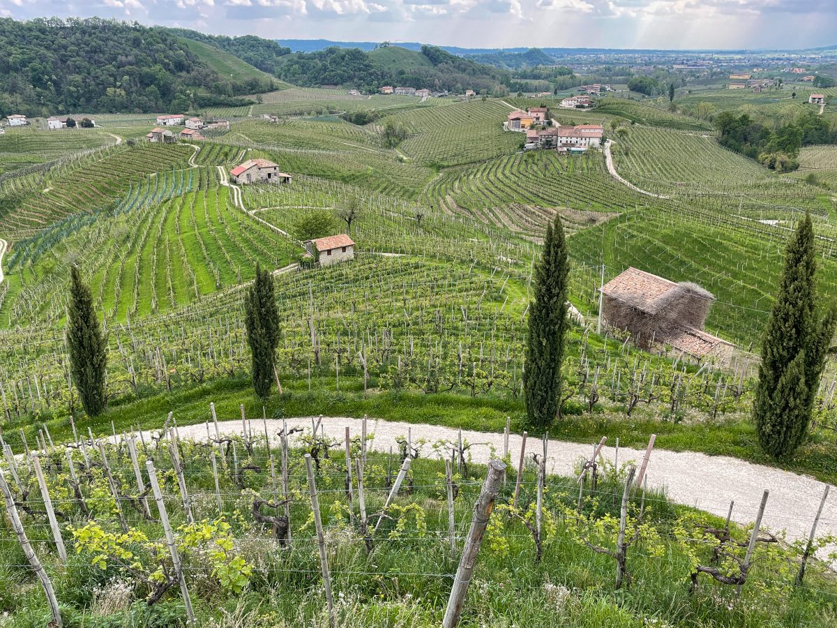 Prosecco At its Finest: Highlights From My Recent Trip : Vinography