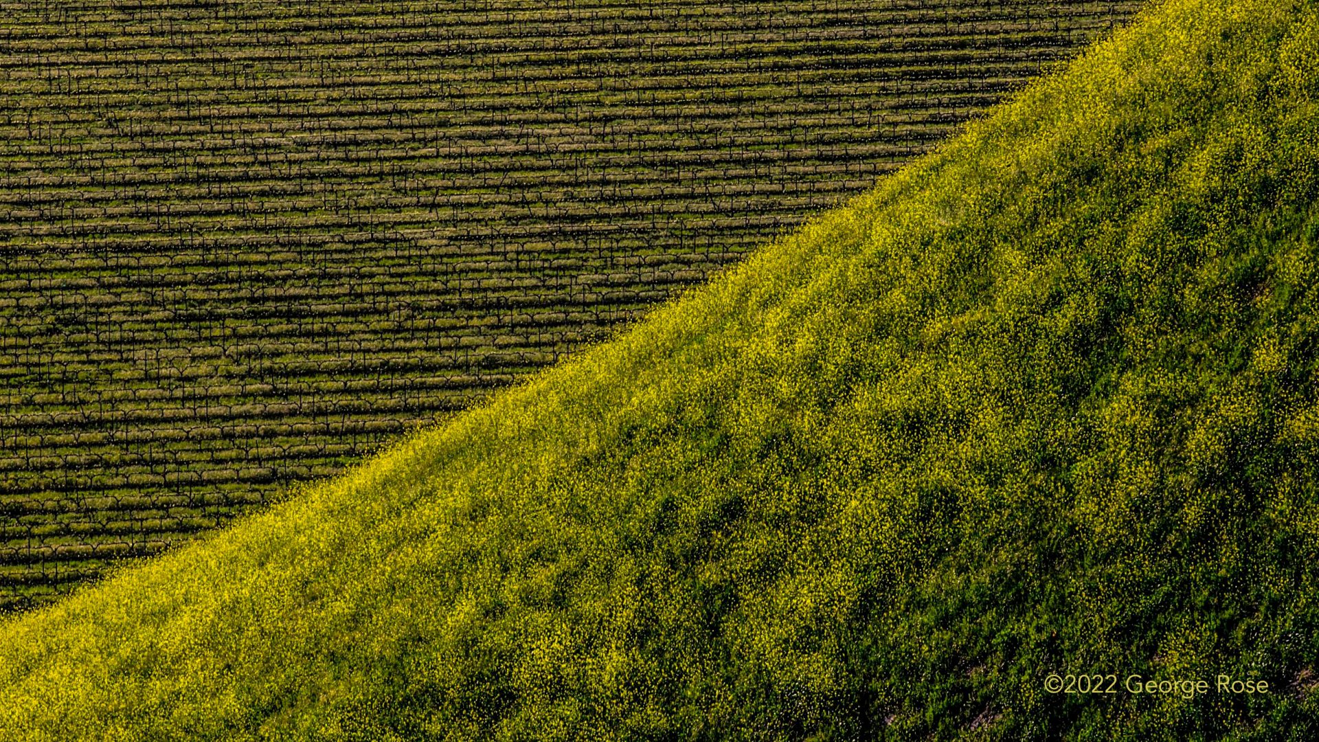 Vinography Images: The Birth of Mustard : Vinography