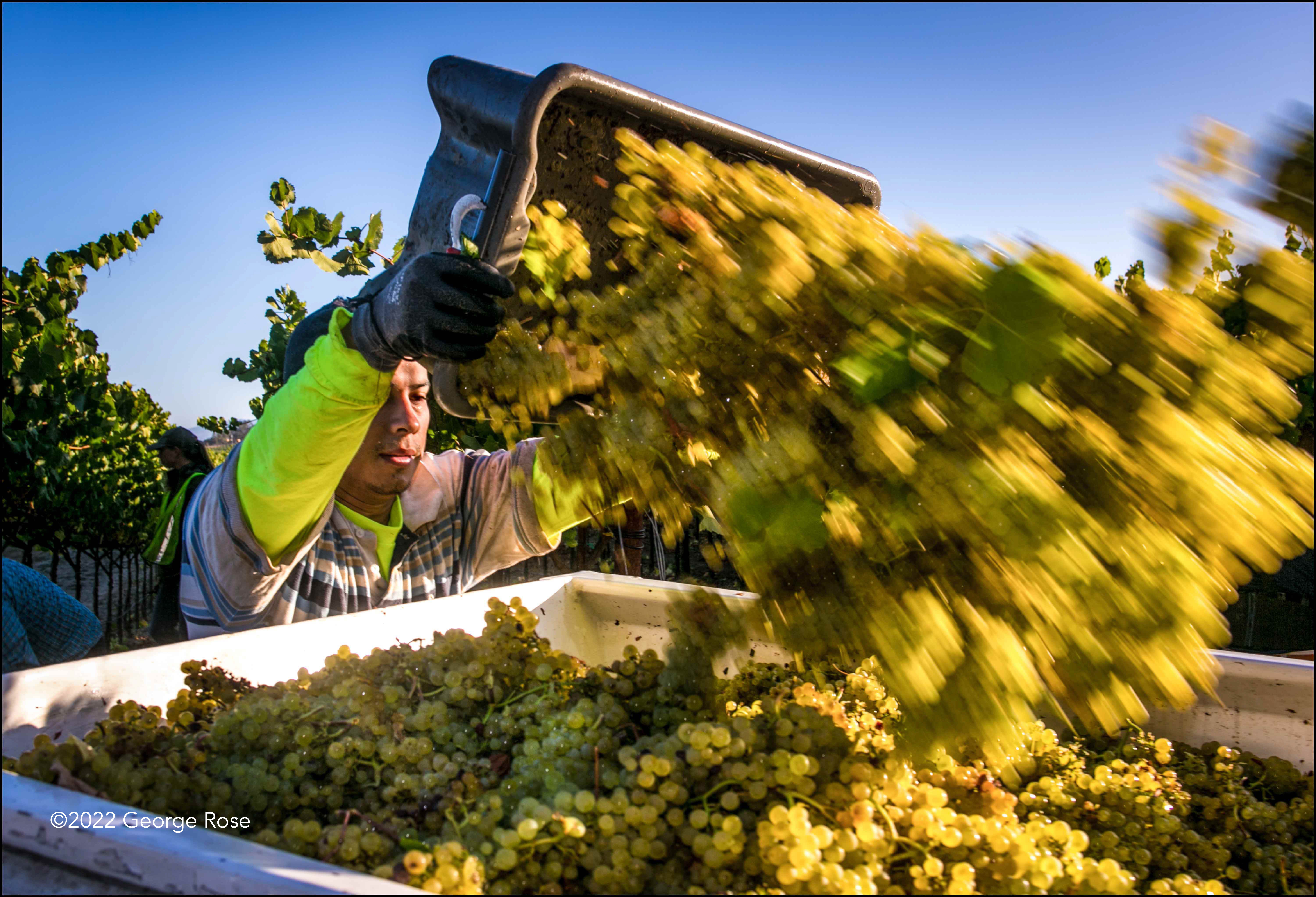 Vinography Images: So It Begins : Vinography