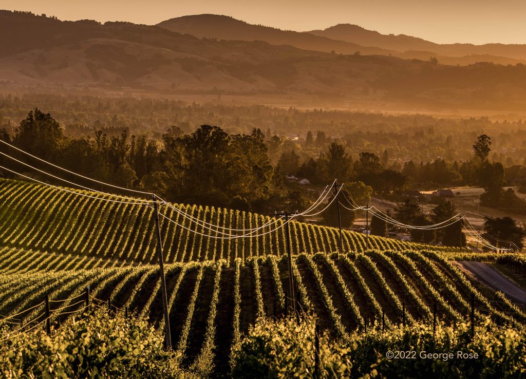Vinography Images: Lines of Light : Vinography