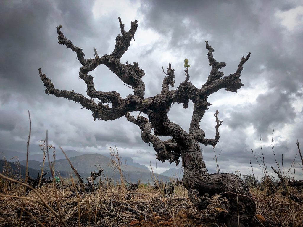 The Elegance of Age: Tasting South Africa's Oldest Vines : Vinography