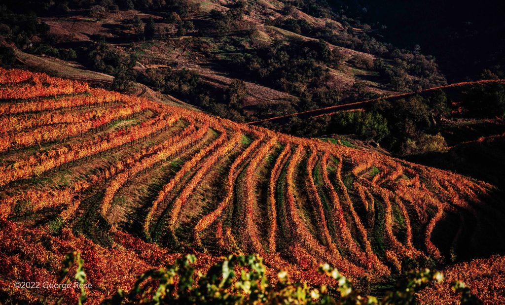 Vinography Images: Autumn Intensity : Vinography
