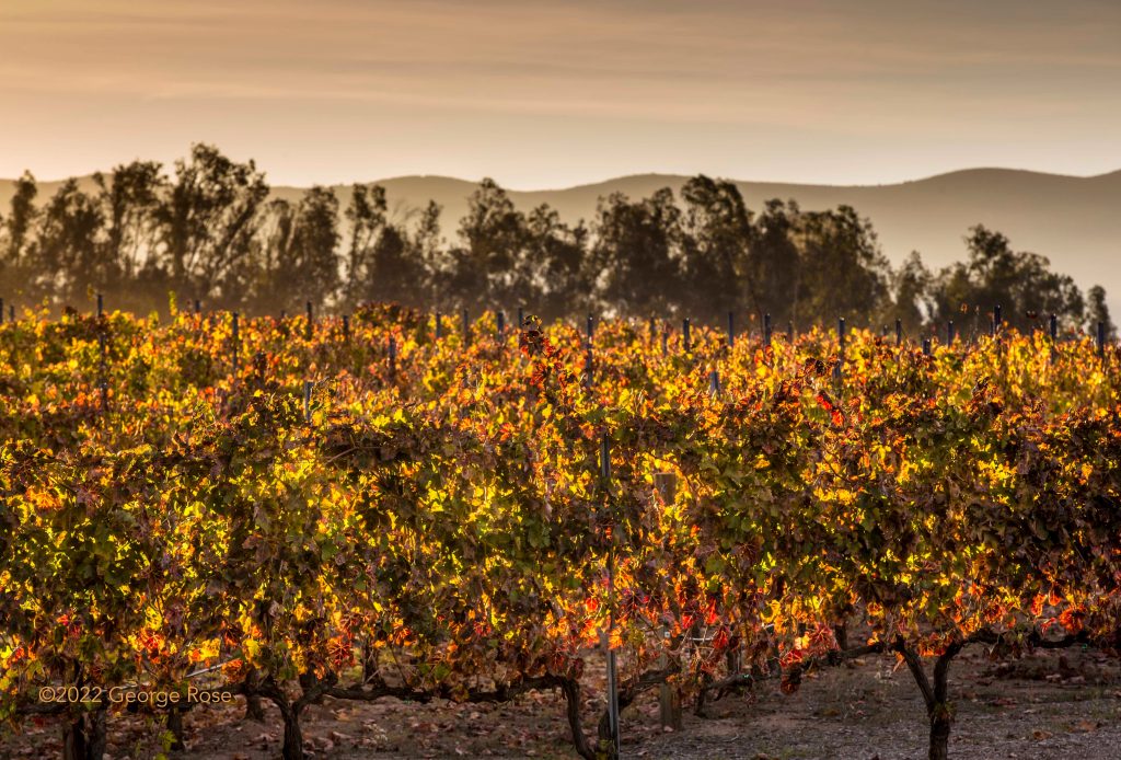 Vinography Images: The Good Kind of Fire : Vinography