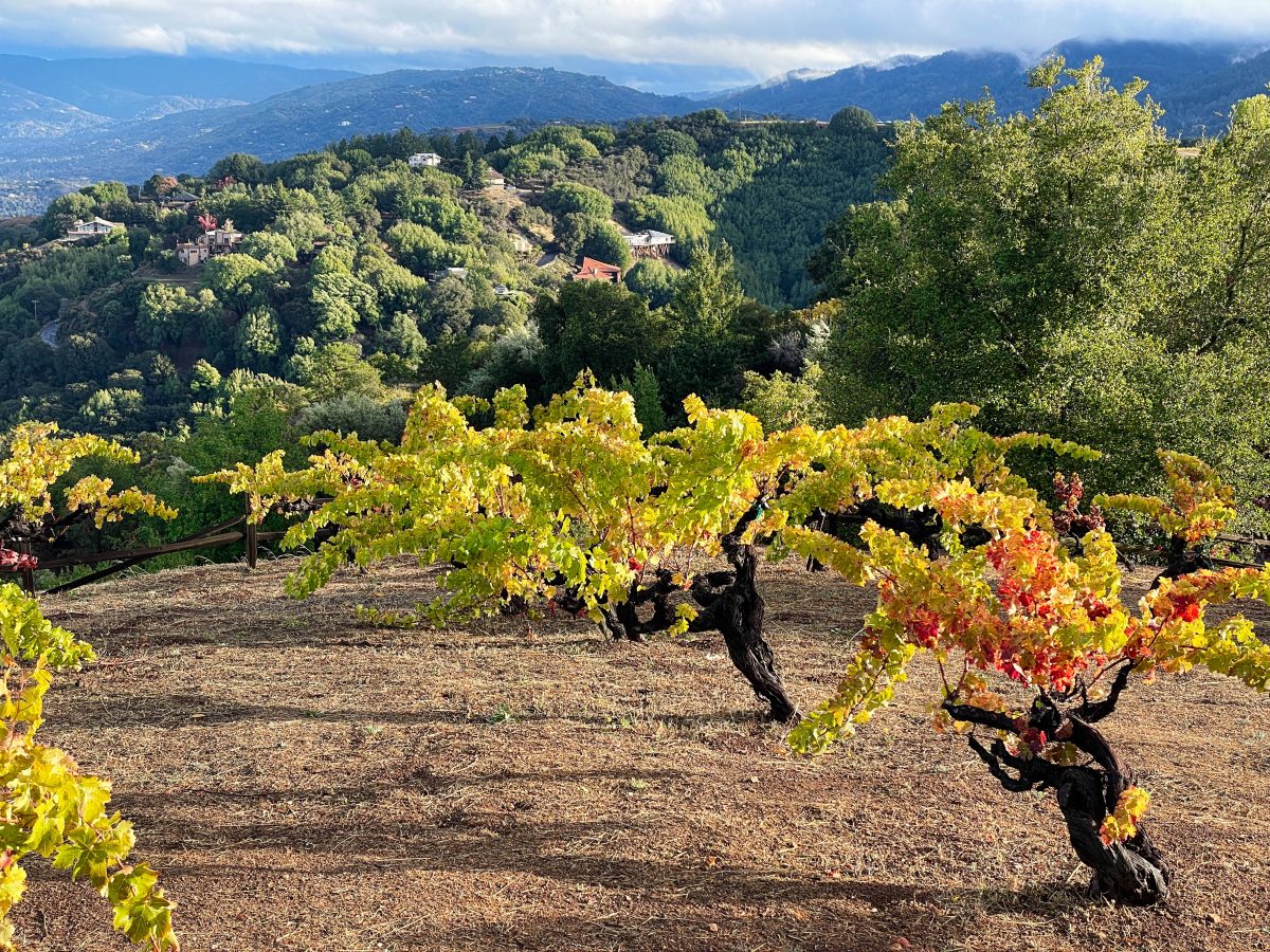 Ridge Vineyards: An American Wine Icon at 60 : Vinography