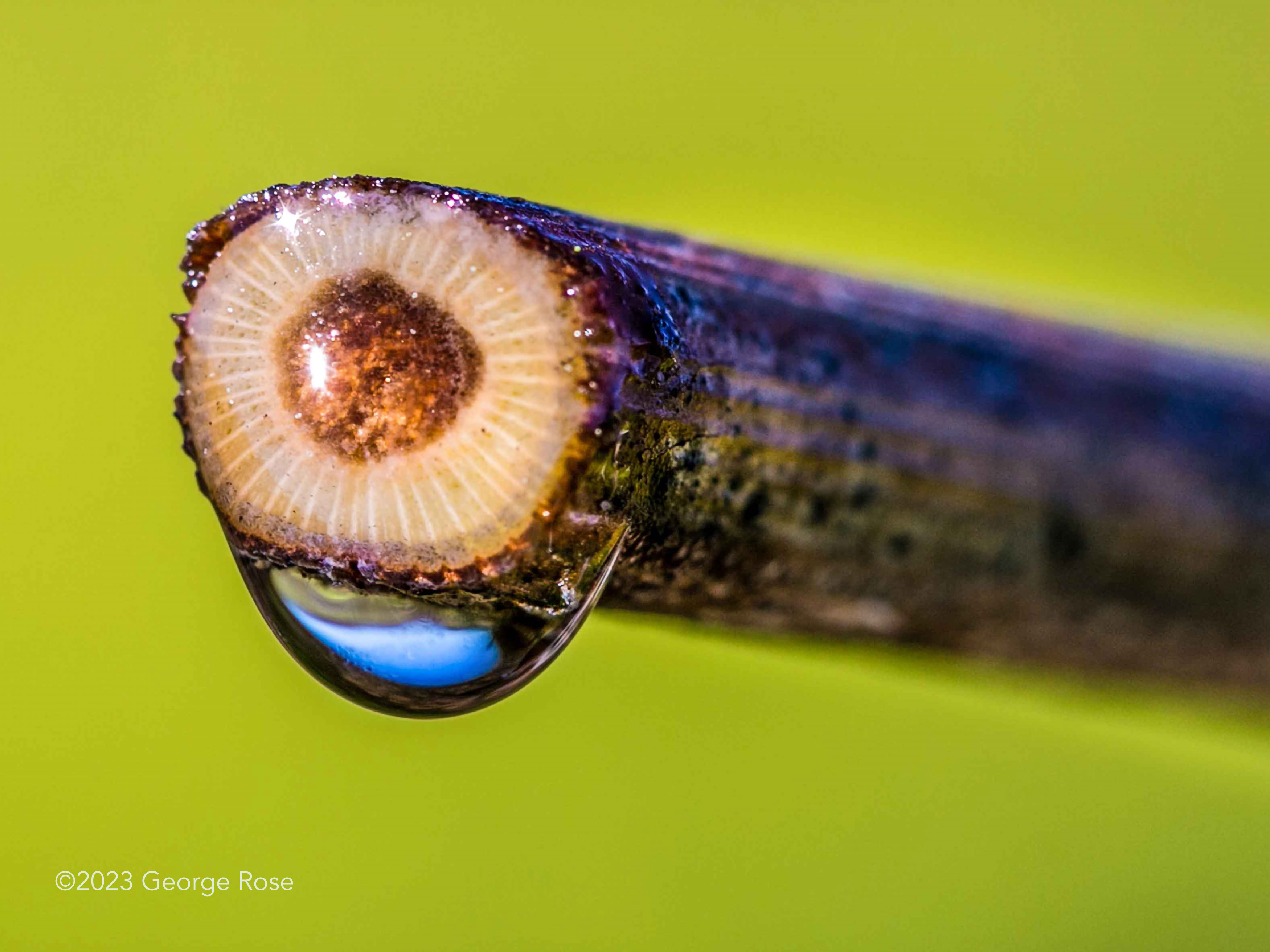 Vinography Images: Spring Sap : Vinography