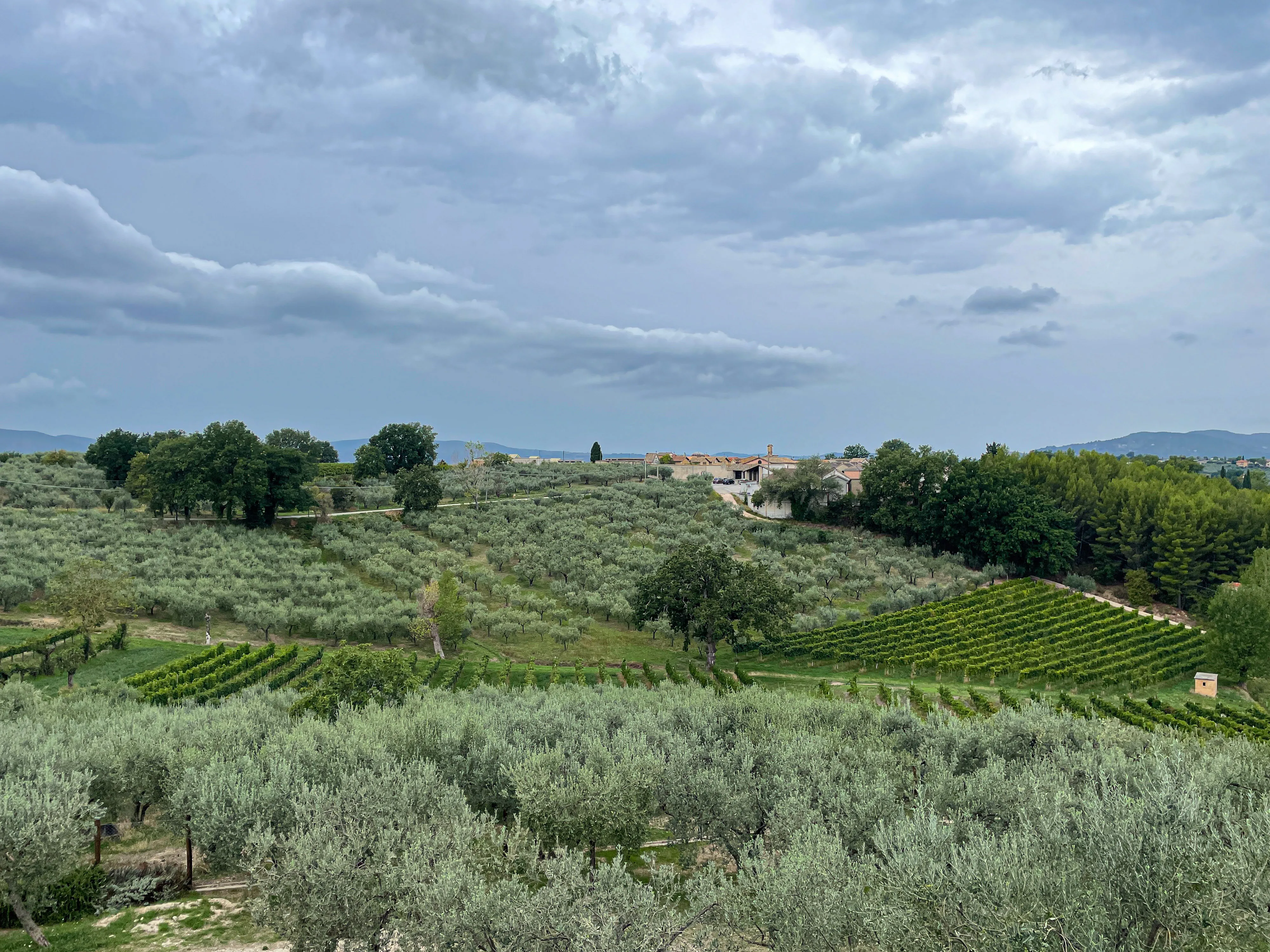 Umbrian Grace: The Wines of Paolo Bea : Vinography