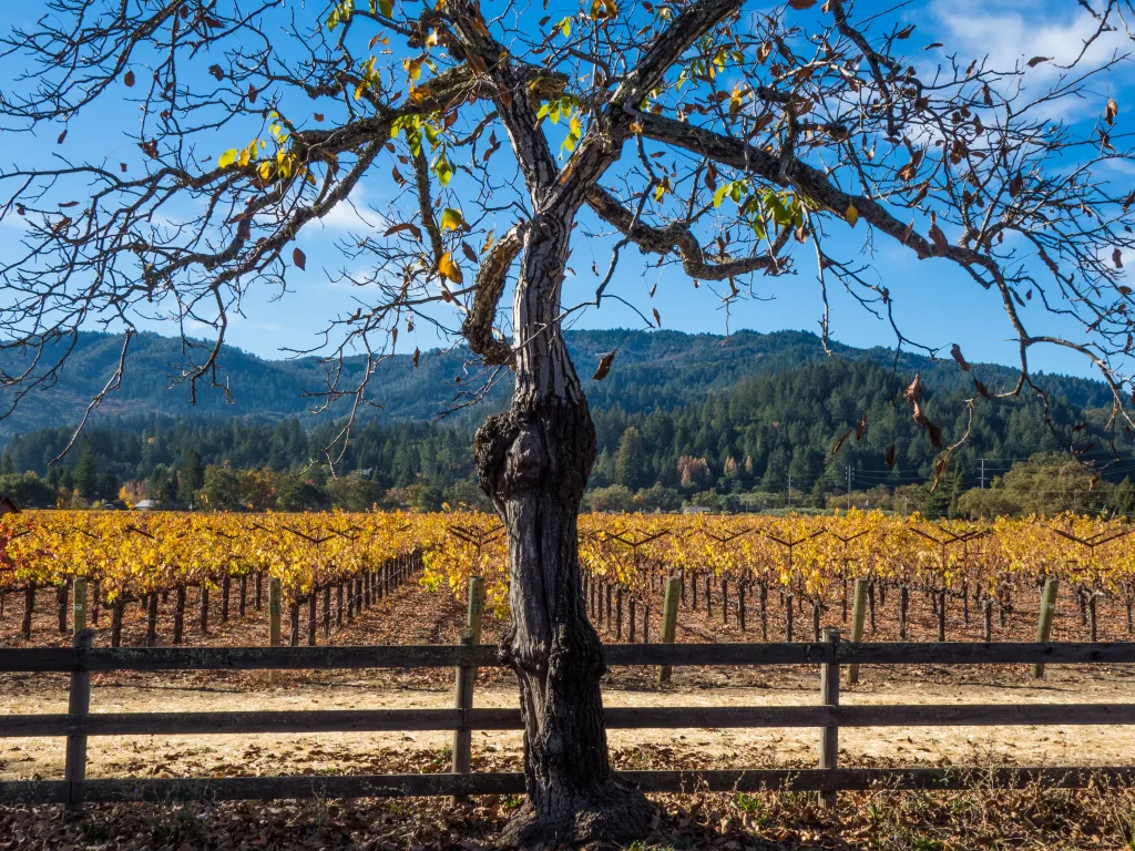 Vinography Images: Napa Colors : Vinography