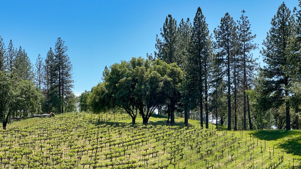 Shake Ridge Ranch in All Its Glory : Vinography