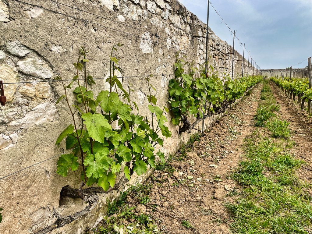 Vinography Images: Breakthrough Vineyard : Vinography