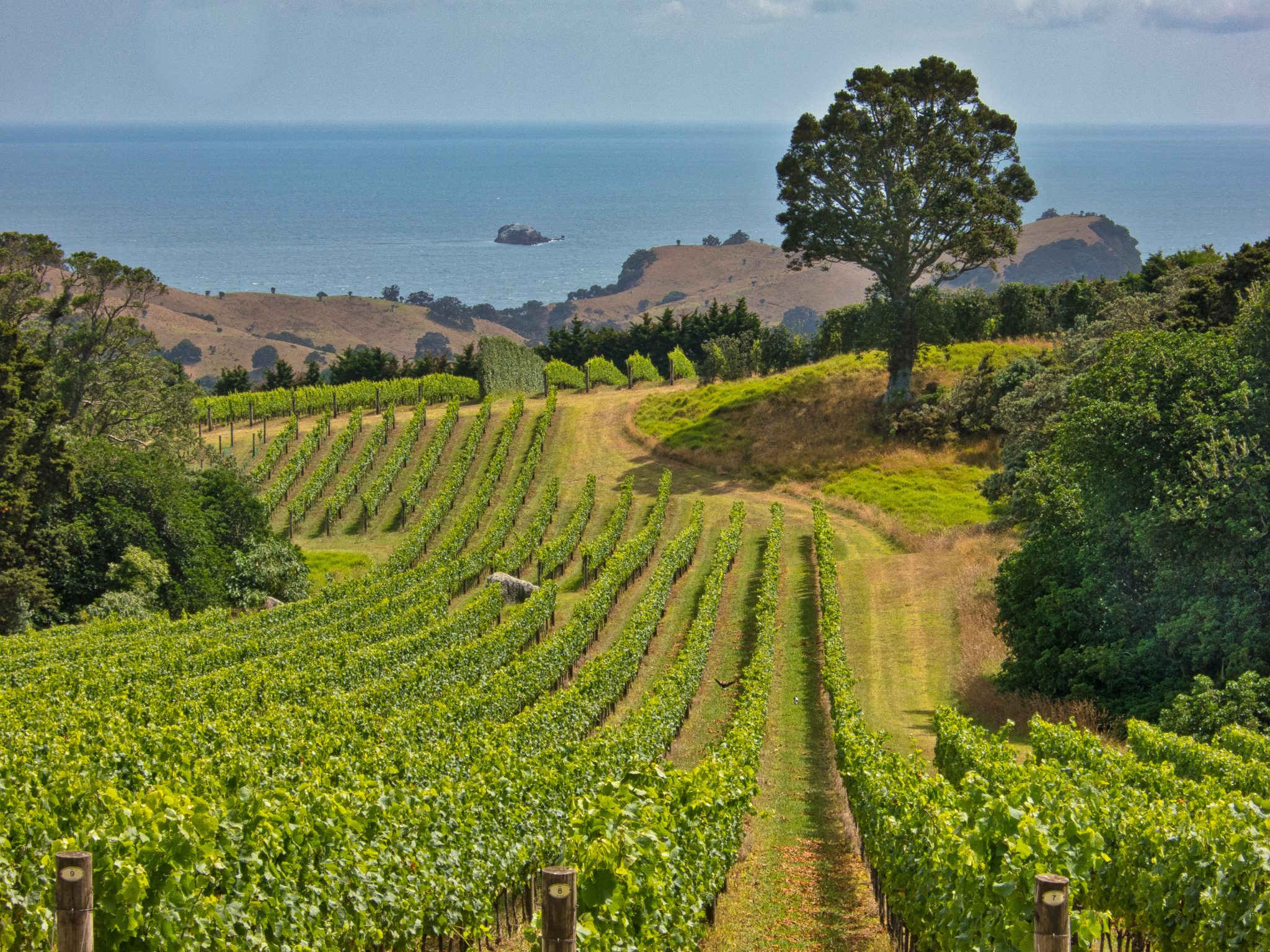 Vinography : A Wine Blog