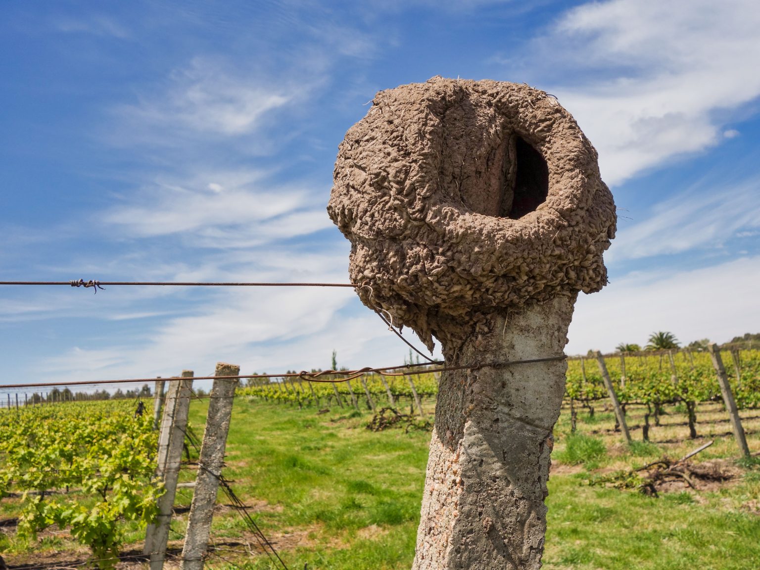 Vinography : A Wine Blog