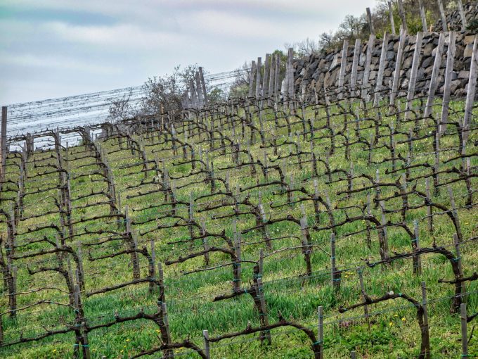 Vinography Images: Lean Left : Vinography