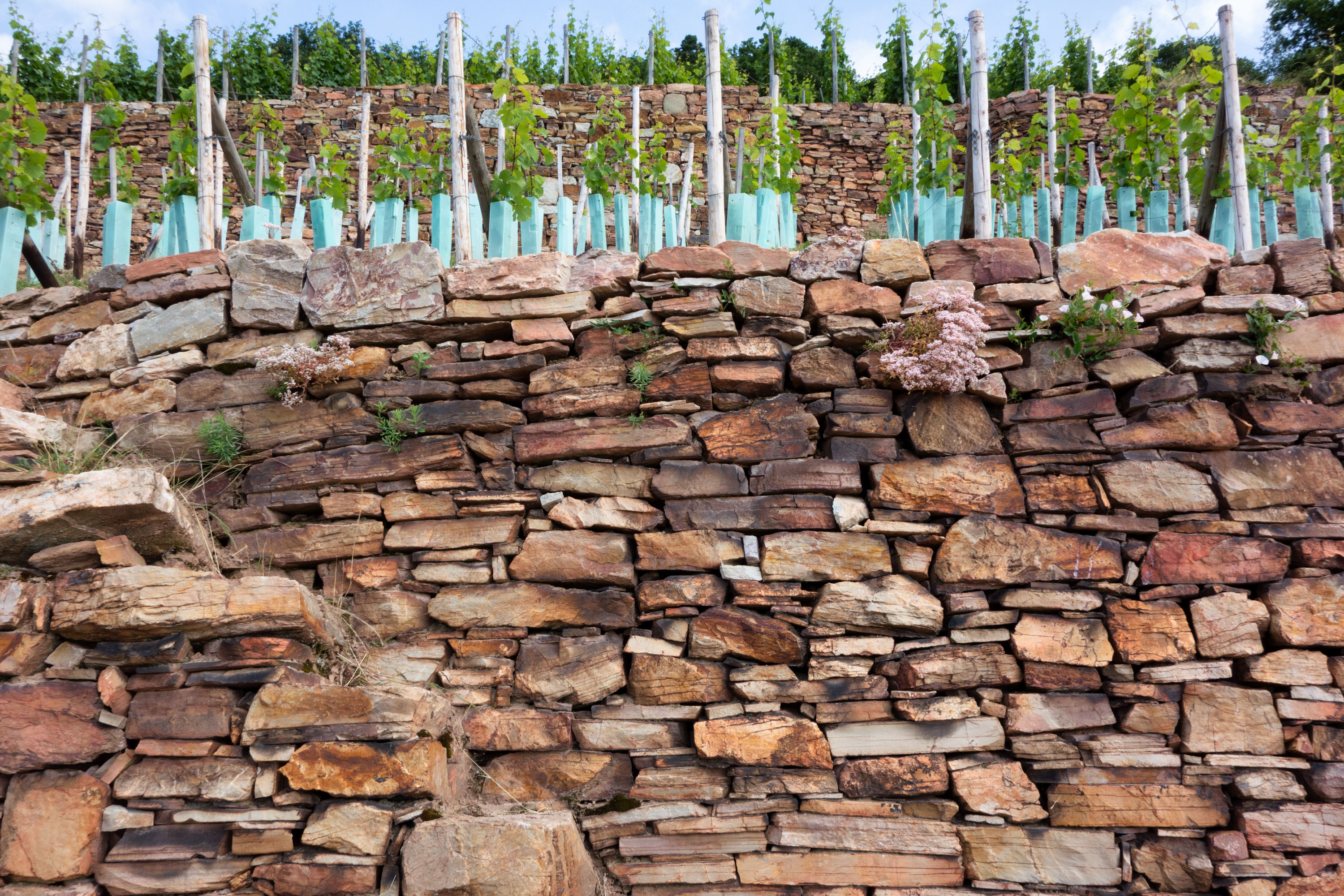 Vinography Images: Stepping Stones : Vinography