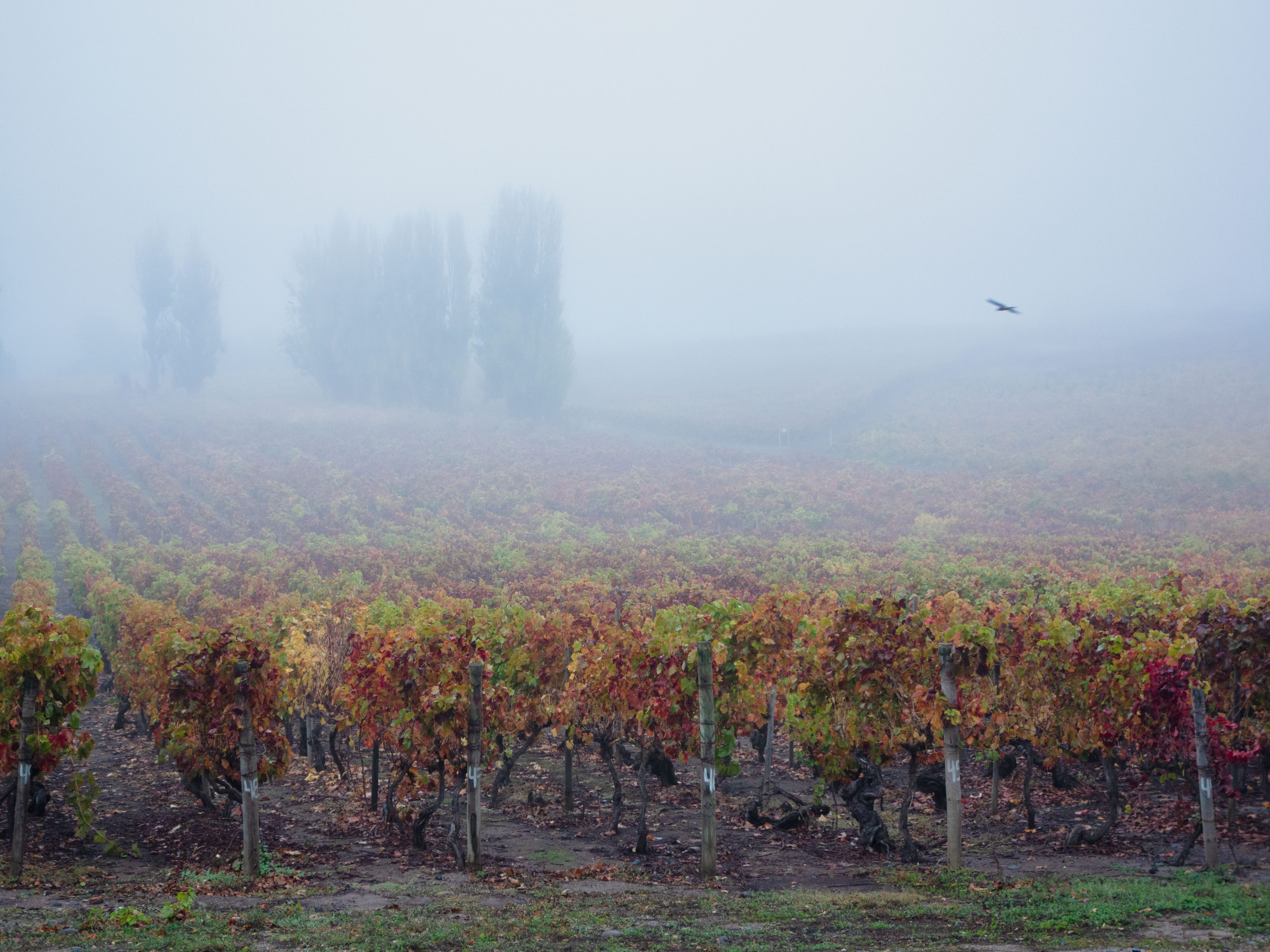 Vinography Images: The Difference Between Four : Vinography