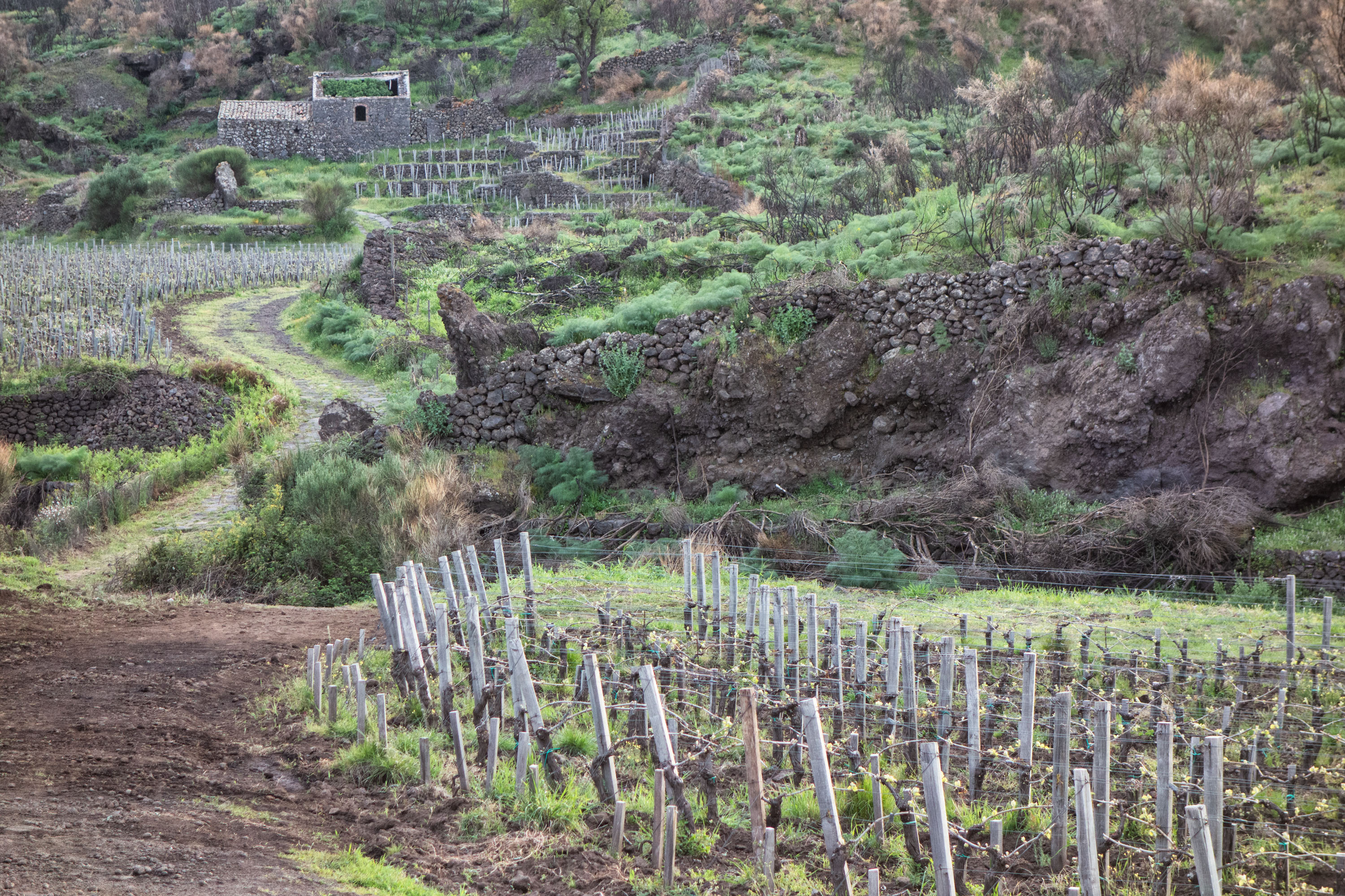 Vinography Images: Going With the Flow : Vinography