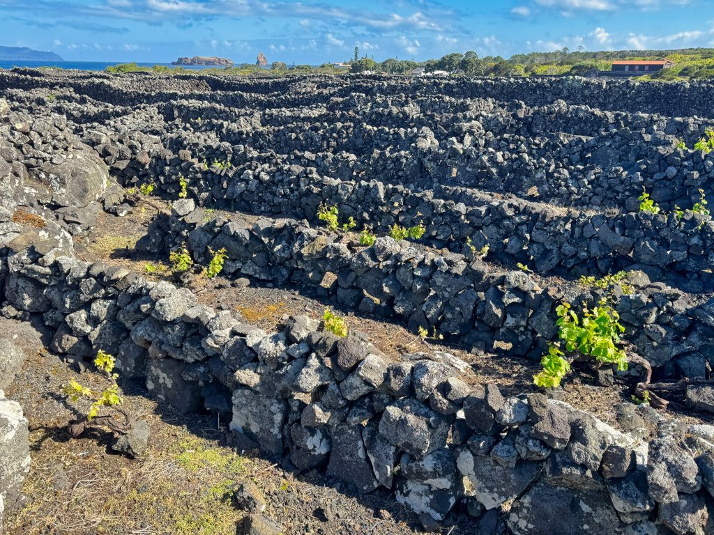 The Majesty of Old Vines: Vote on Your Favorites : Vinography